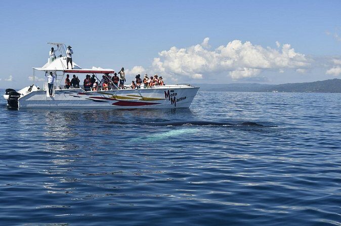 Whale watch tour from Santo Domingo with Bacardi Island and lunch included - In The Sum Up