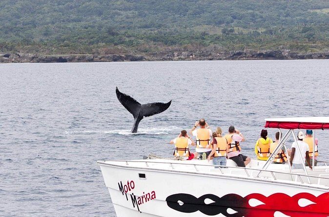 Whale watch tour from Santo Domingo with Bacardi Island and lunch included - Frequently Asked Questions
