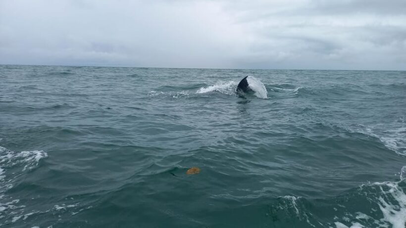 WHALE WATCHIN' TOUR - Introduction: An Authentic Colombian Pacific Adventure