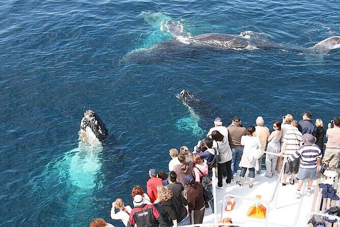 Whale Watching 2026 from Punta Cana - Full Day - Early Morning Pickup and Transportation