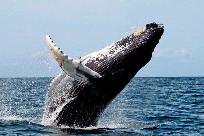 Whale Watching - An In-Depth Look at the Whale Watching Experience