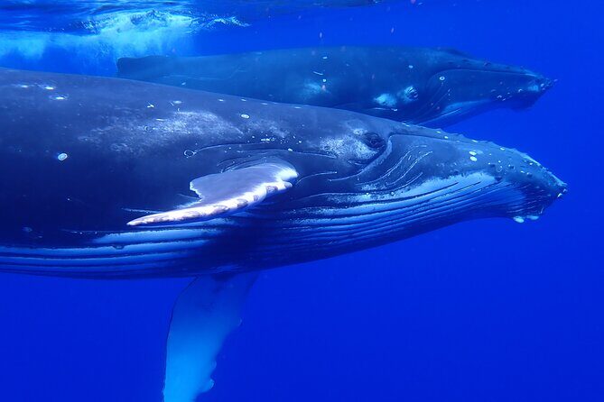 Whale watching 6 people half day - Authentic Encounters and Respect for Nature