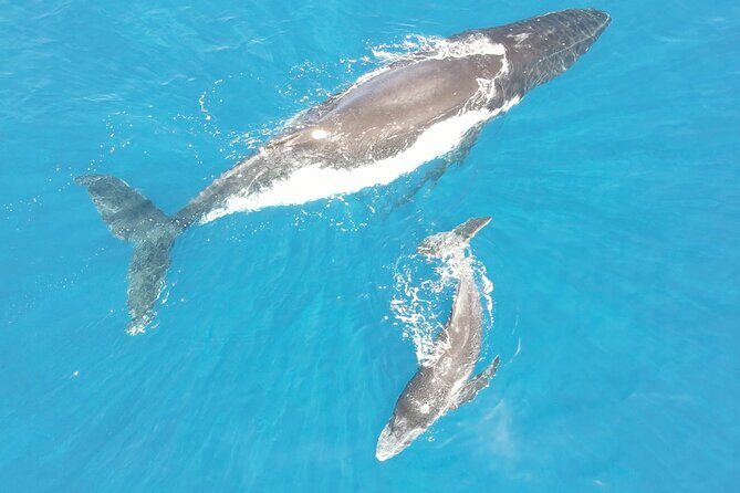 Whale Watching Activity - An In-Depth Look at the Whale Watching Experience