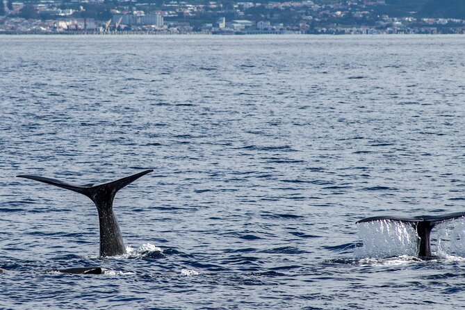 Whale Watching Activity in North Coast - How to Book and Prepare for the Expedition