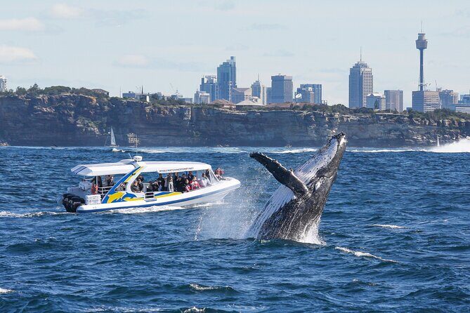 Whale Watching Adventure Cruise - Who Will Love This Tour?