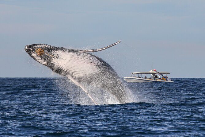 Whale Watching Adventure Cruise - Key Points
