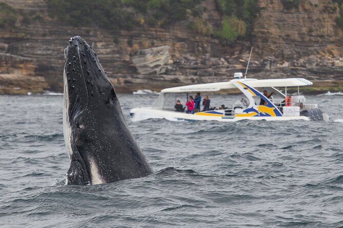 Whale Watching Adventure Cruise - The Realities of the Experience