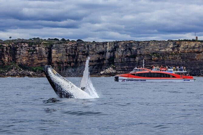 Whale Watching Adventure Cruise - Authentic Insights from Reviewers