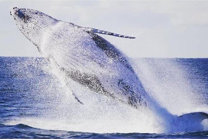 Whale Watching Adventure Cruise - Final Thoughts