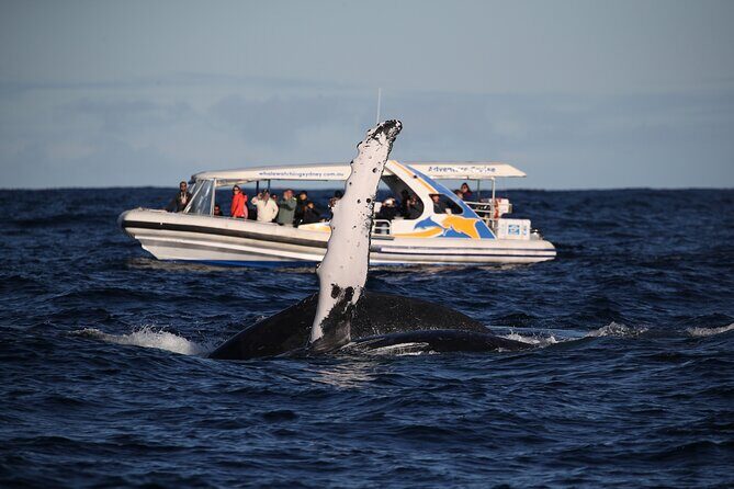Whale Watching Adventure Cruise - FAQs