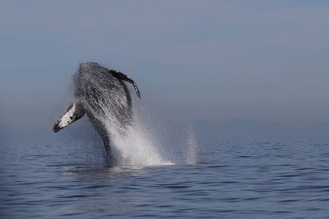 Whale Watching Adventure from Vancouver BC - Introduction: An Authentic Vancouver Whale Watching Experience