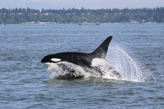 Whale Watching Adventure from Vancouver BC - Key Points