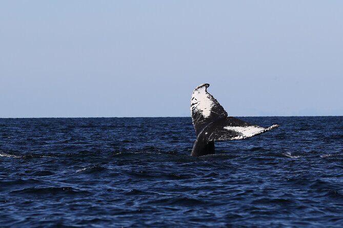 Whale Watching Adventure from Vancouver BC - The Sum Up: The Bottom Line