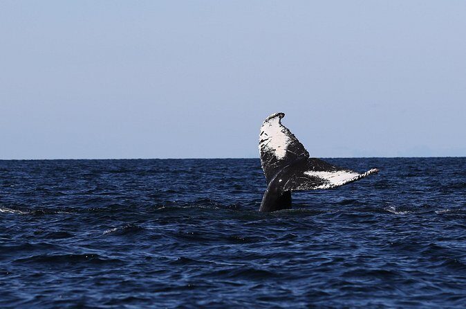 Whale Watching Adventure from Vancouver BC - Frequently Asked Questions