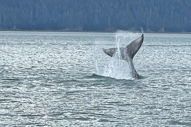 Whale Watching Adventure in Juneau - Key Points