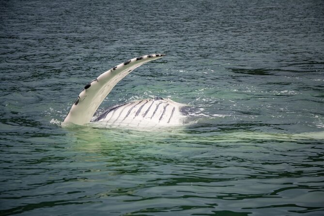 Whale Watching Adventure in Juneau - Inclusions and Accessibility