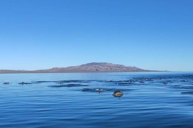 Whale Watching Adventure in Loretos Sea of Cortez - Authentic Experiences and Practical Details