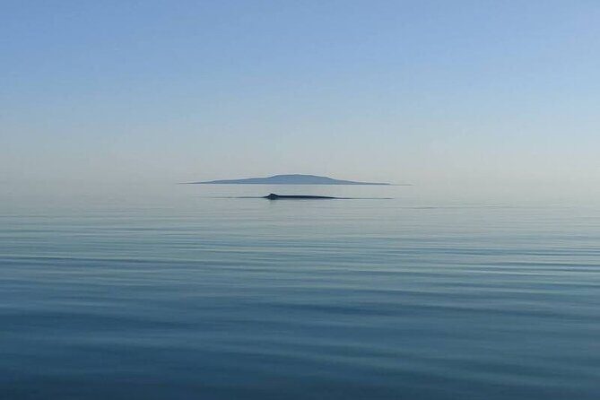 Whale Watching Adventure in Loretos Sea of Cortez - The Sum Up: Who Should Consider This Tour?