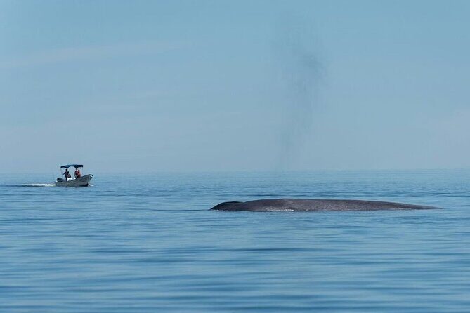 Whale Watching Adventure in Loretos Sea of Cortez - FAQs