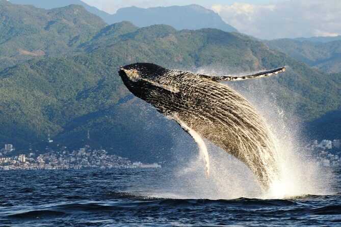 Whale Watching Adventure - leaded by marine biologist. - Analyzing the Experience: What Makes This Tour Stand Out?