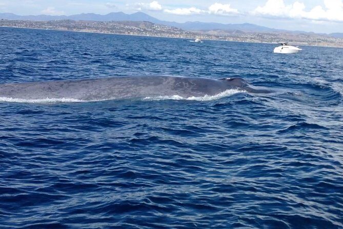 Whale Watching and Fishing Combination Excursions - What You Can Expect from the Tour