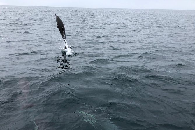 Whale Watching and Fishing Combination Excursions - FAQ