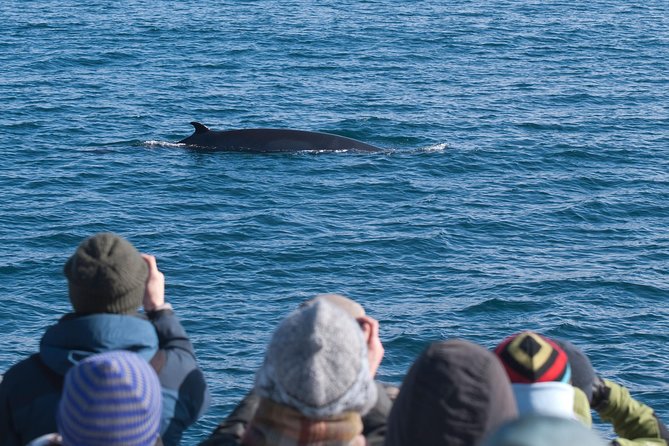 Whale Watching and Golden Circle Tour From Reykjavik - Key Points