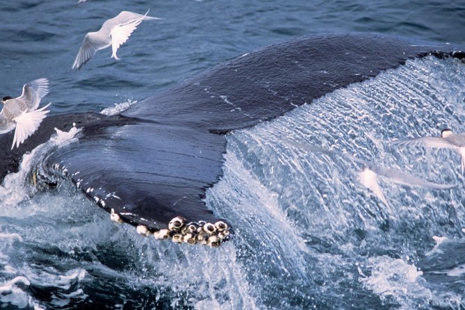 Whale Watching and Golden Circle Tour From Reykjavik - Practical Information