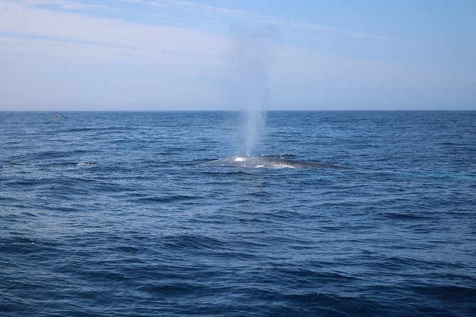 Whale Watching and Jeep Tour - Accessibility and Health Considerations
