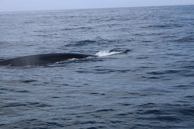 Whale Watching and Jeep Tour - Customer Feedback and Host Response