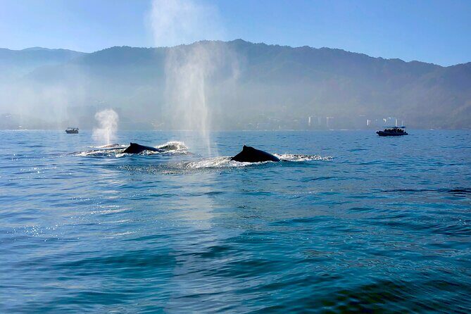Whale Watching and Los Arcos 5 Islands Adventure - The Experience: What Travelers Say