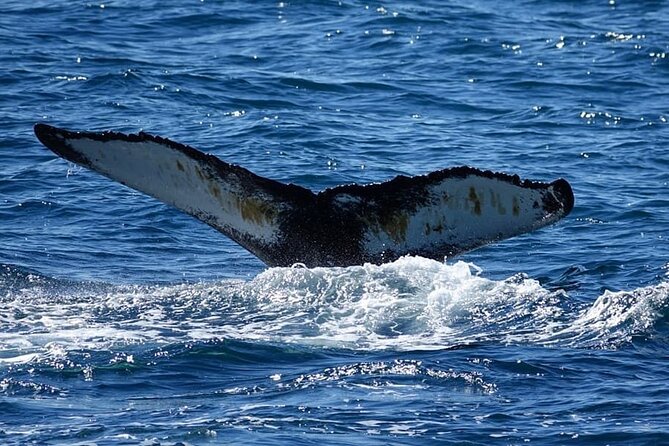 Whale Watching and Marine Life Tour in Reykjavik - Pricing and Booking Details