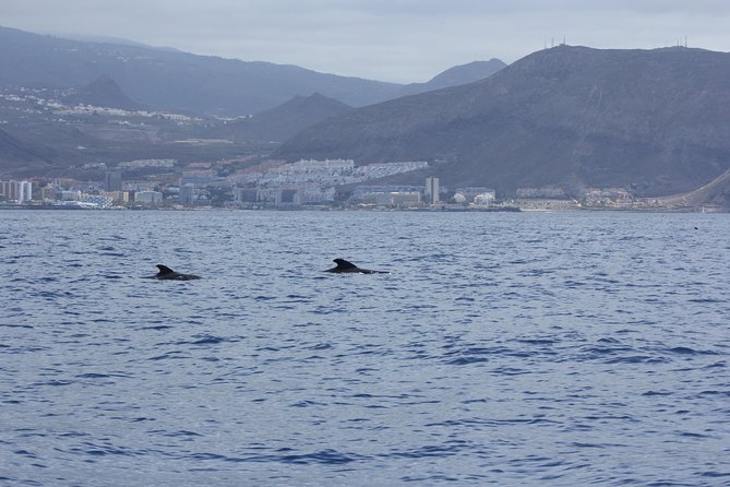 Whale Watching and Marine Science Tour - Meeting Point and Logistics