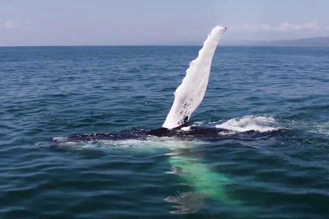 Whale watching and Montana Redonda - The Best Fit for This Tour