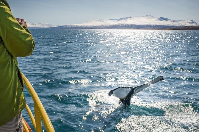 Whale Watching and Sea Angling Tour - Eco-Friendly Commitment