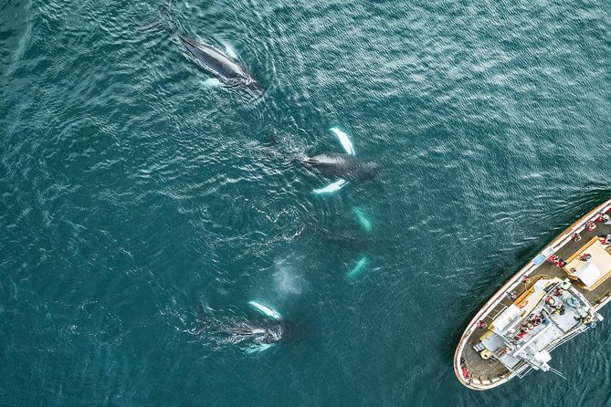 Whale Watching and Sea Angling Tour - Whale Sighting Opportunities