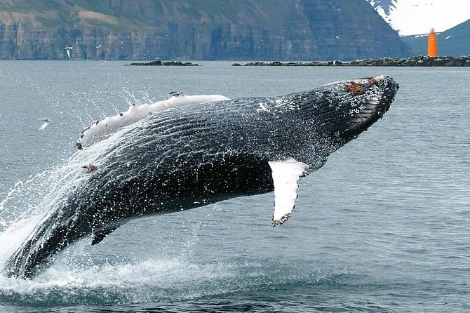 Whale Watching and Sea Angling Tour - Guest Feedback and Highlights