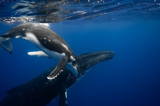 Whale watching and snorkelling in Moorea - Whale Watching and Snorkelling in Moorea: An Authentic Encounter with Ocean Giants