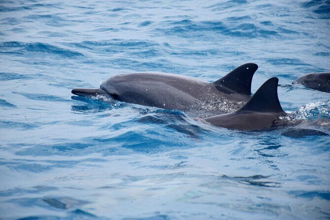 Whale watching and snorkelling in Moorea - FAQs