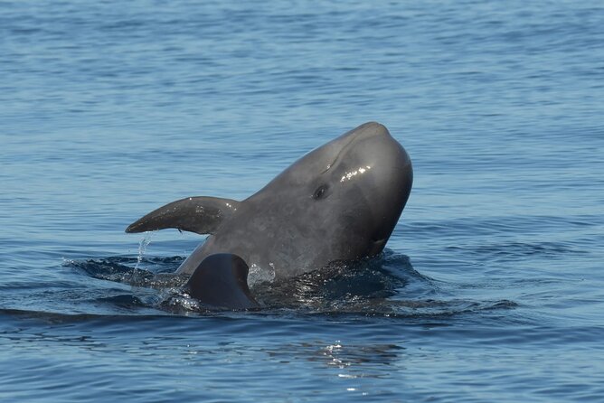 Whale watching and snorkelling in the whale sanctuary - Who Will Love This Tour?