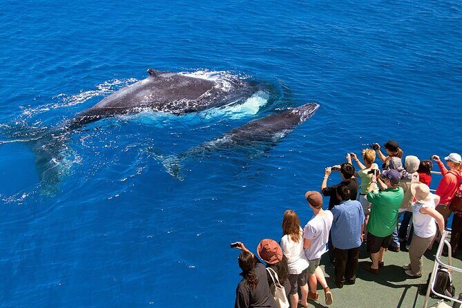 Whale Watching and Waterfalls in Samana Province - Authentic Experiences and Scenic Highlights