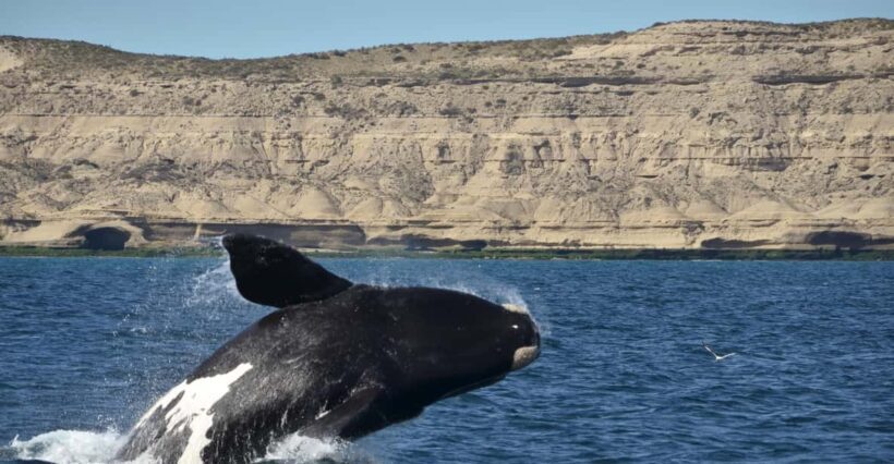 Whale Watching Boat - What to Expect on the Whale Watching Tour