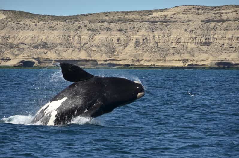 Whale Watching Boat - The Experience Provider — Sentir Patagonia Travel
