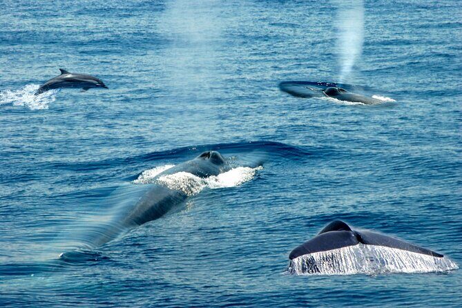 Whale Watching Boat Tour from Ahungalla - Exploring the Details of the Whale Watching Experience