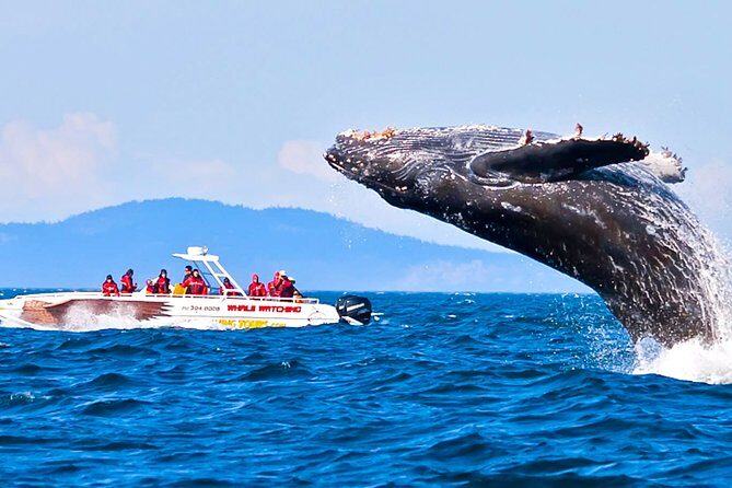 Whale Watching Boat Tour from Balapitiya - Who Should Consider This Tour?