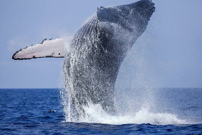 Whale Watching Boat Tour from Galle - Discover the Whale Watching Boat Tour from Galle