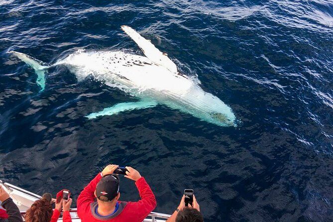 Whale Watching Boat Tour from Galle - Why This Tour Stands Out