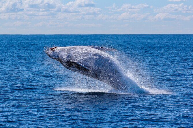 Whale Watching Boat Tour from Galle - Value and Practical Considerations