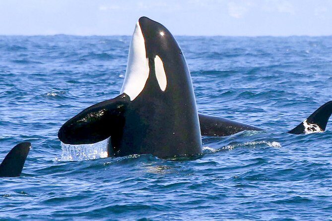 Whale Watching Boat Tour from Galle - What Travelers Say