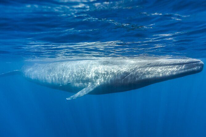 Whale Watching Boat Tour from Galle - FAQ